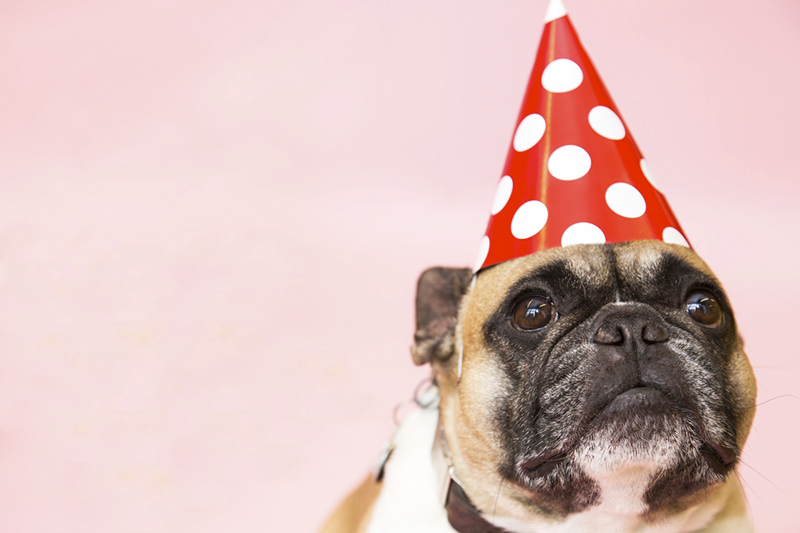 Dog wearing party hat - Meme Generator | TextBeLike.com